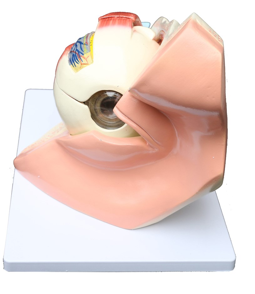 Buy Anatomical Human Eye with Orbit Model | Grays Australia