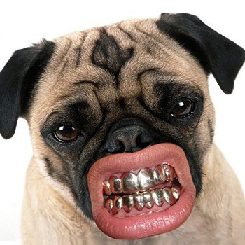 Buy Pimp My Dog Chew | Grays Australia