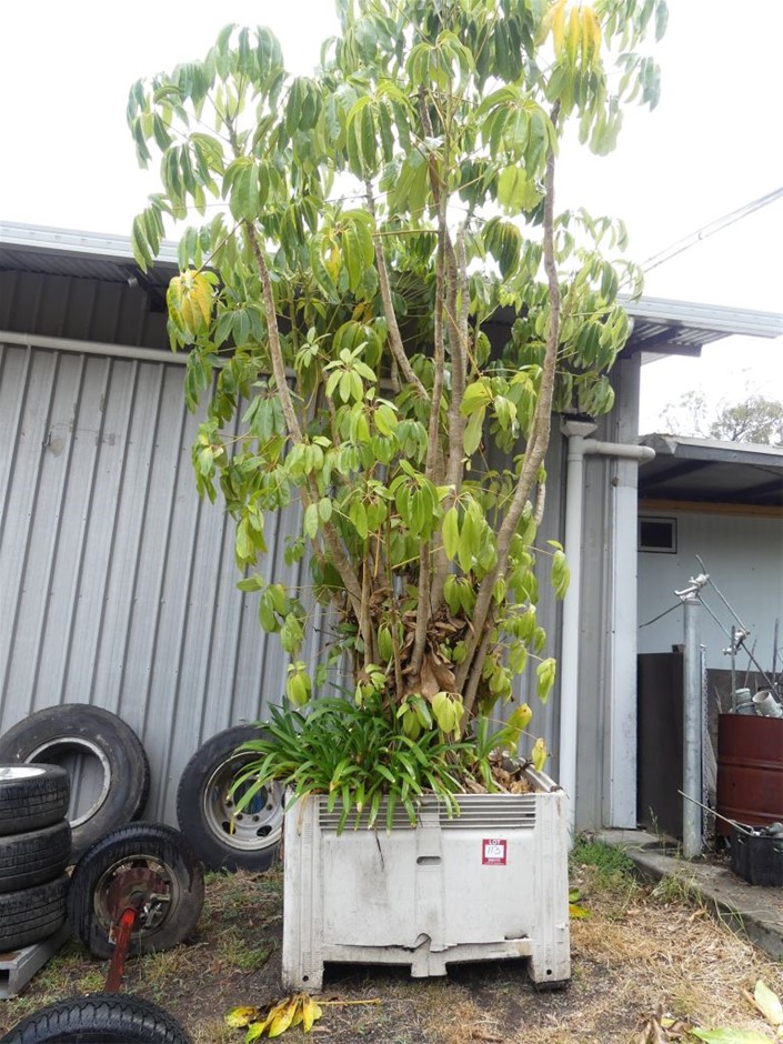 Potted Tree Auction (0113-5054471) | Grays Australia
