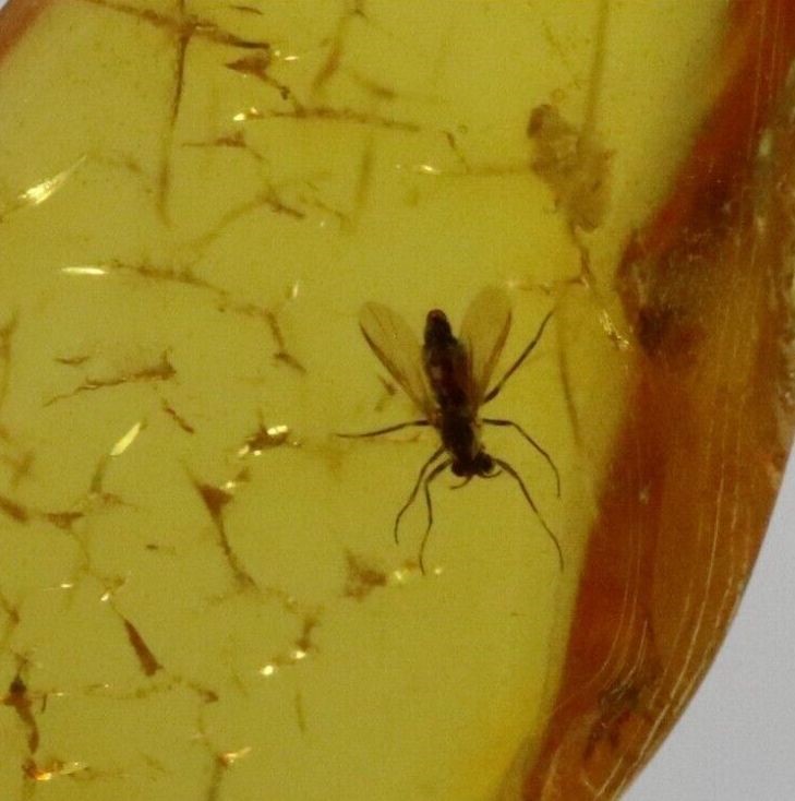 FOSSILISED AMBER WITH PREHISTORIC FLY TRAPPED INSIDE Auction (0002 ...