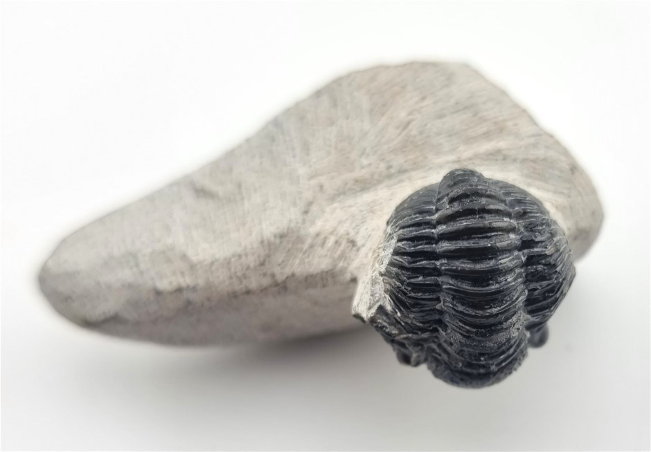 FOSSILISED MOROCOPS TRILOBITE Auction (0007-2556368) | Grays Australia