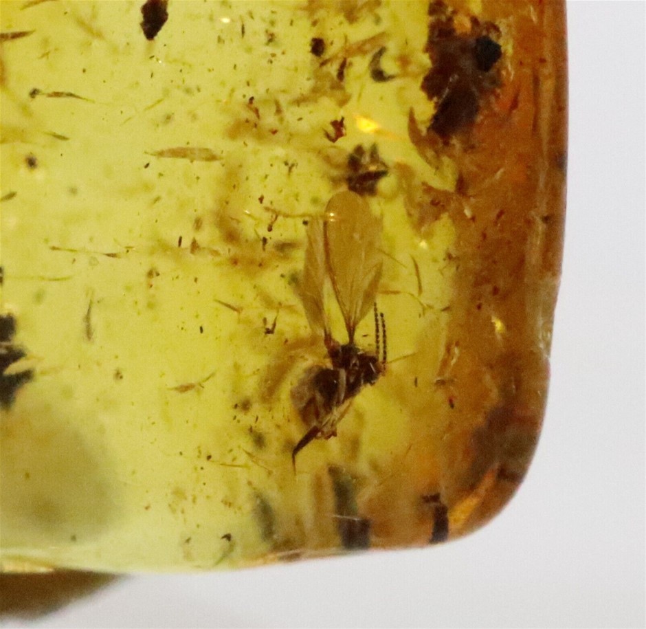 FOSSILISED AMBER WITH PREHISTORIC INSECTS TRAPPED INSIDE Auction (0005 ...