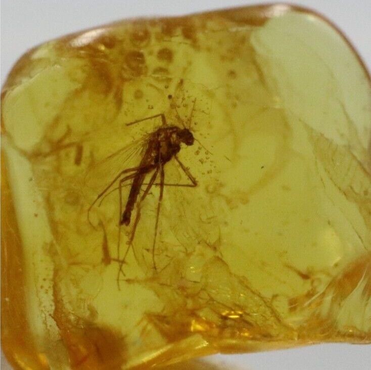 FOSSILISED AMBER WITH PREHISTORIC MOSQUITO TRAPPED INSIDE Auction (0006 ...