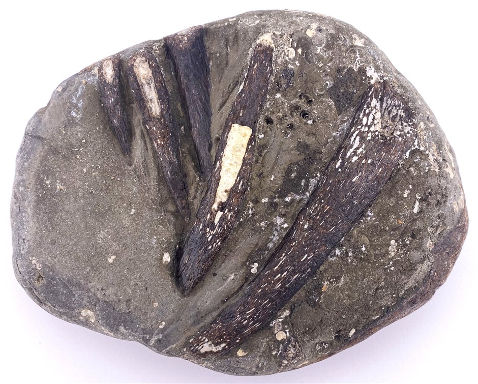 200-180 MILLION YEARS B.P. PLESIOSAUR RIBS AND SCAPULAR BIFACIAL FOSSIL ...