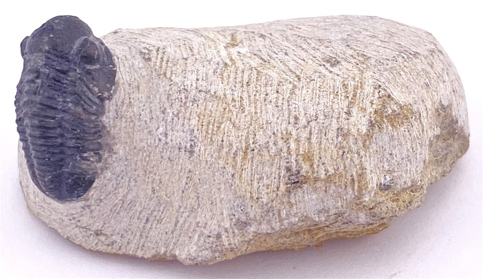 385-359 MILLION YEARS B.P.MOROCOPS TRILOBITE FOSSIL FROM THE UPPER ...
