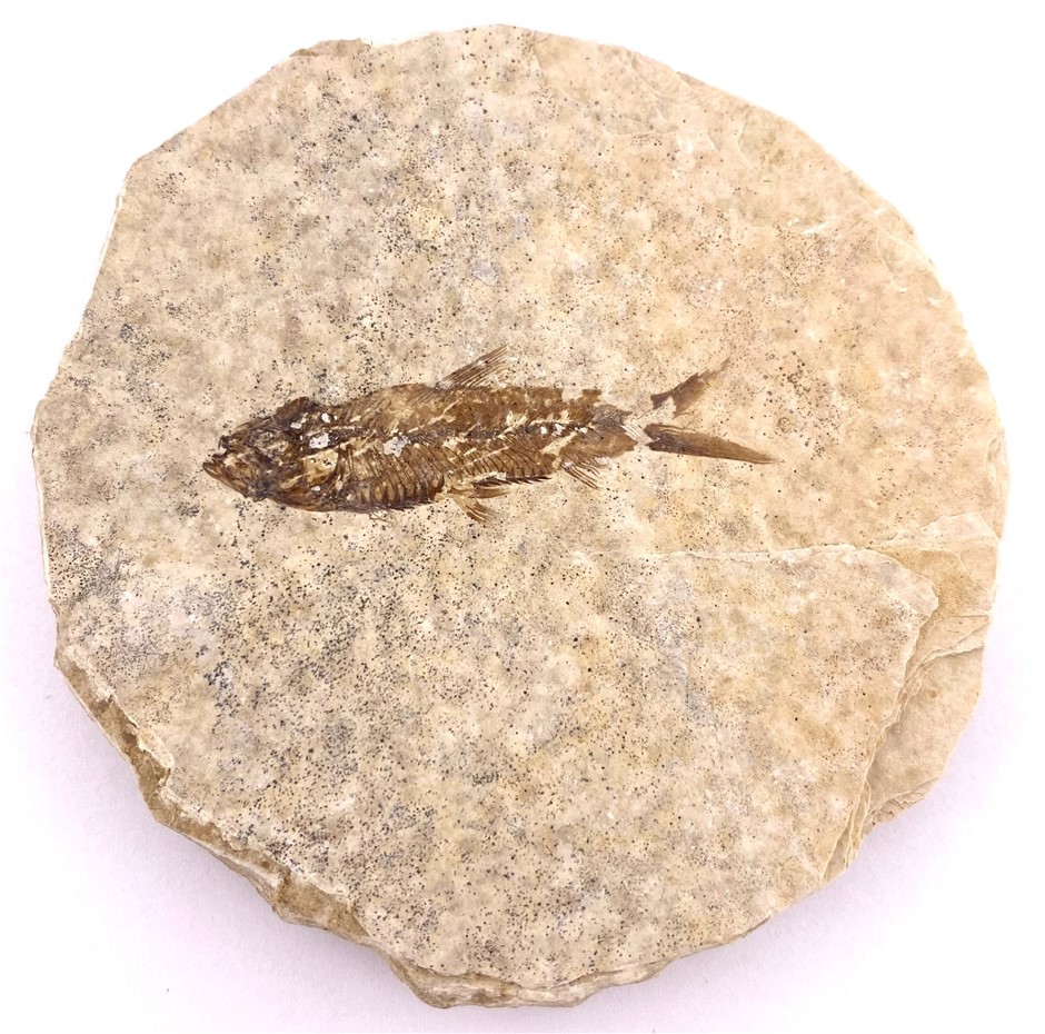 56-33 MILLION YEARS B.P. KNIGHTIA ALTA FISH FOSSIL FROM THE EOCENE ...