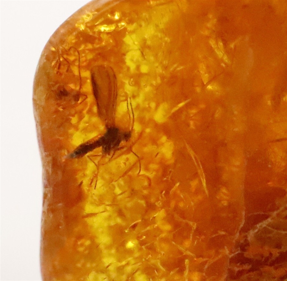 FOSSILISED AMBER WITH PREHISTORIC INSECT TRAPPED INSIDE Auction (0008 ...