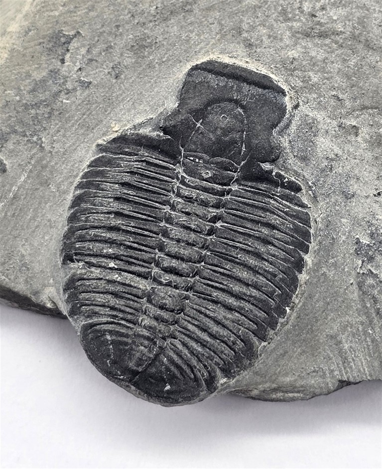 500 MILLION YEAR OLD TRILOBITE FOSSIL Auction (0001-2559749) | Grays ...