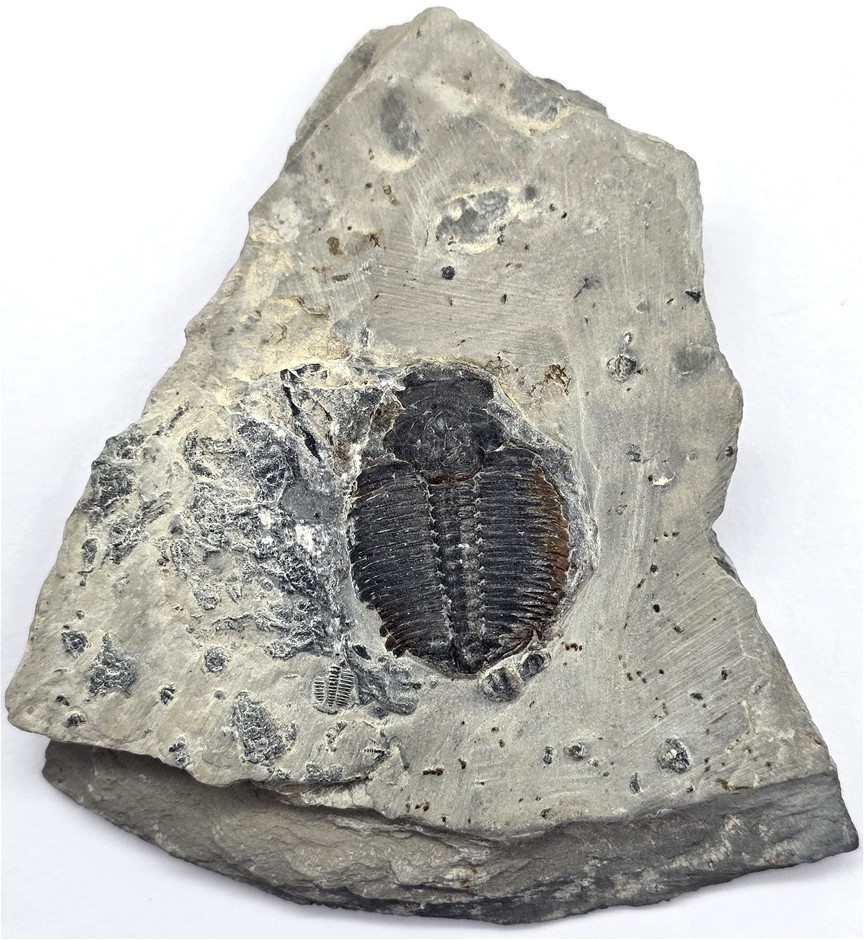 500 MILLION YEAR OLD TRILOBITE MOTHER AND BABY FOSSIL GROUP Auction ...