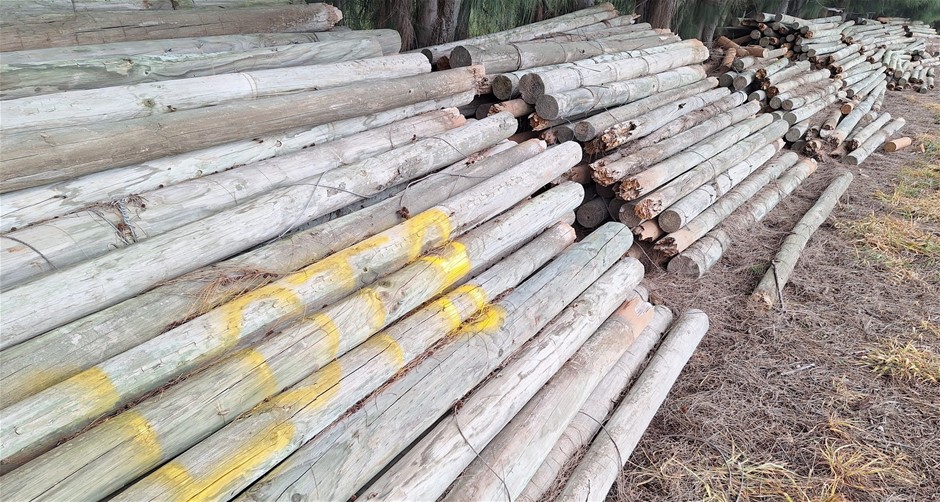 Approximately 1000 x Used Pine Posts Assorted Lengths 2m+ Auction (0008 ...