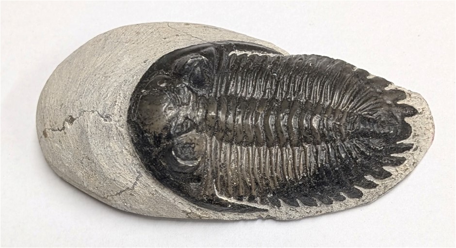 380 Million year old TRILOBITE Fossil from Morocco Auction (0019 ...