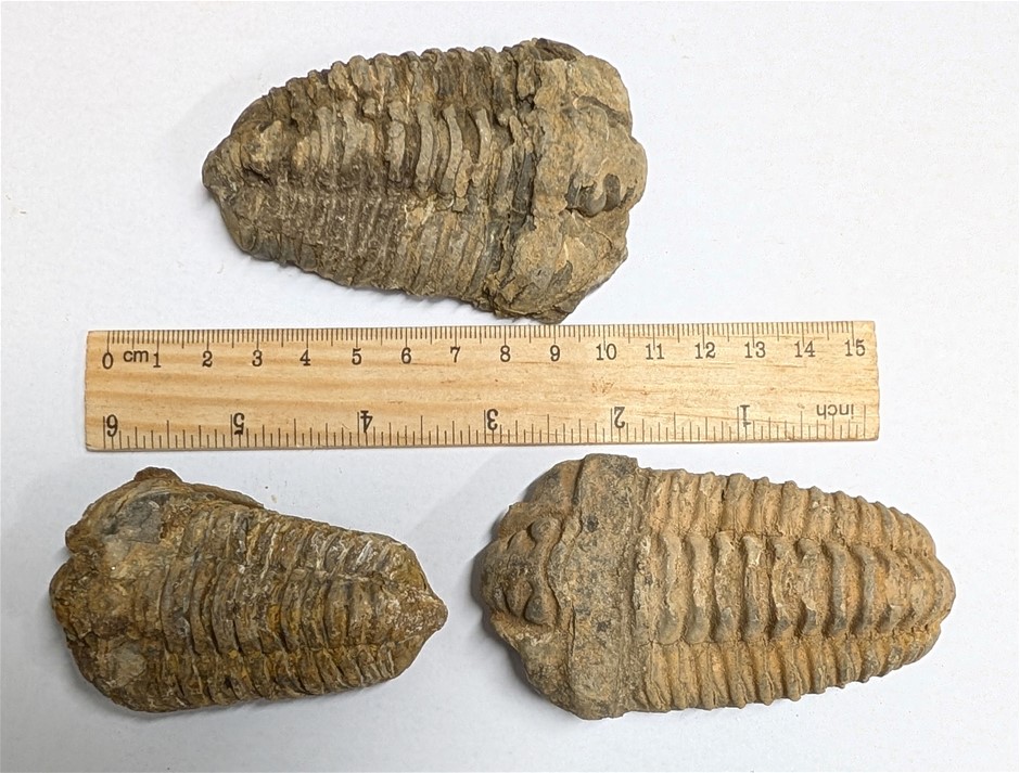 Three 450 Million year old TRILOBITE Fossils from Morocco Auction (0063 ...