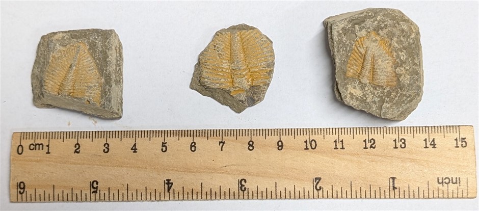Three Nearly half Billion year old CORONOCEPHALUS TRILOBITE TAIL ...