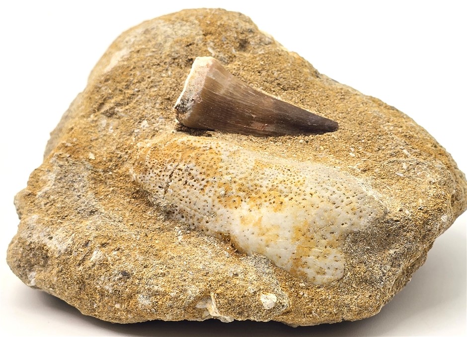 145-65 MILLION YEARS B.P. MOSASAUR TOOTH AND BONES FOSSIL Auction (0002 ...
