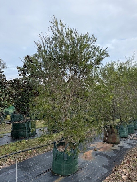Callistemon Viminalis (Dawson River) Auction (0003-7058856) | Grays ...