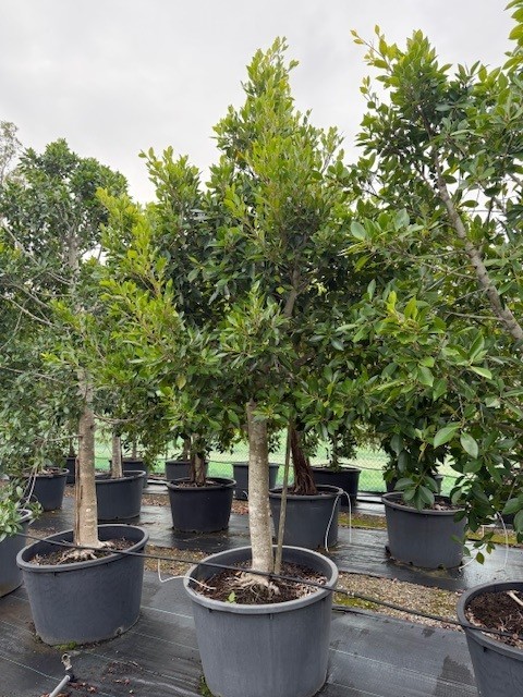 Ficus Hillii Auction (0005-7058856) | Grays Australia
